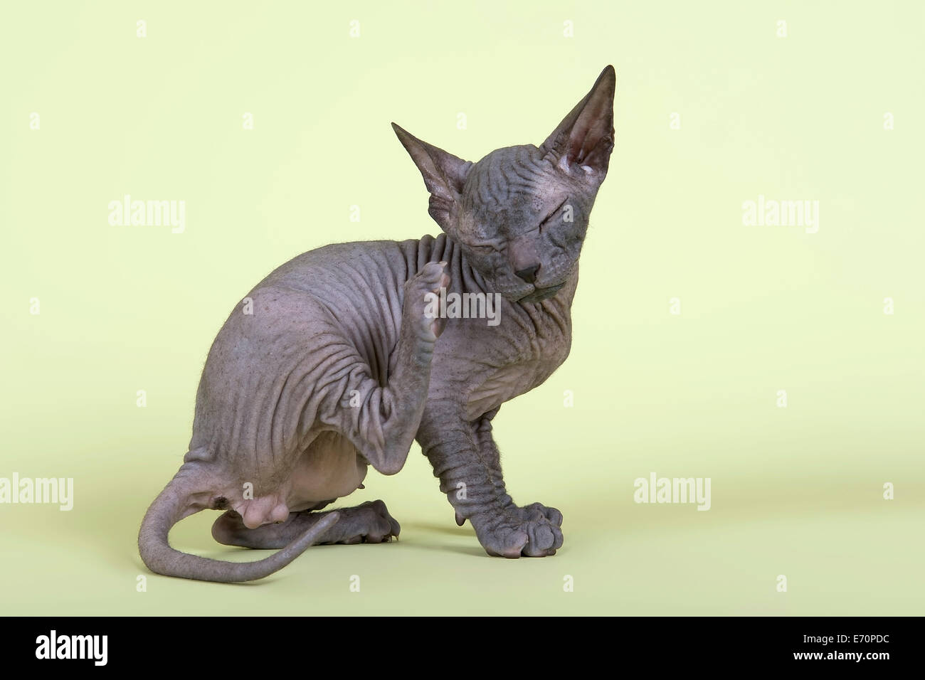 Donskoy cat or Don Sphynx, kitten Stock Photo - Alamy