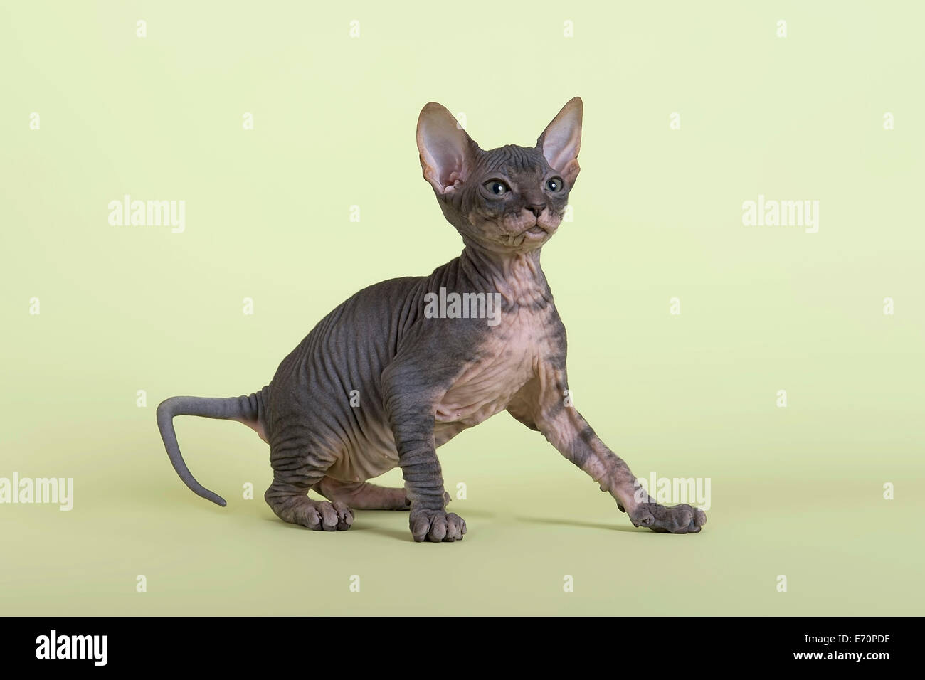 Donskoy cat or Don Sphynx, kitten Stock Photo - Alamy