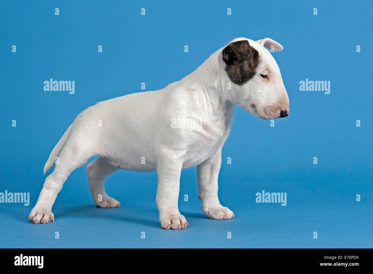 White dog markings hi-res stock photography and images - Alamy