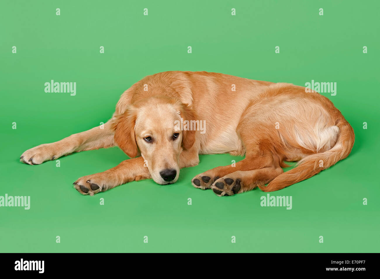 Golden Retriever, 7 months Stock Photo - Alamy