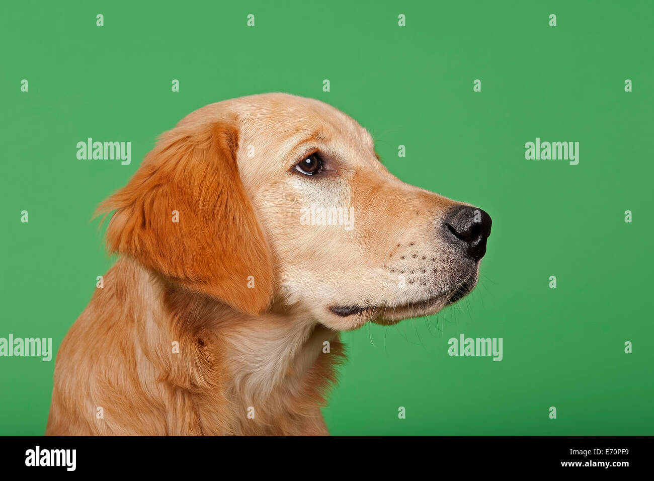 Golden Retriever, 7 months Stock Photo - Alamy