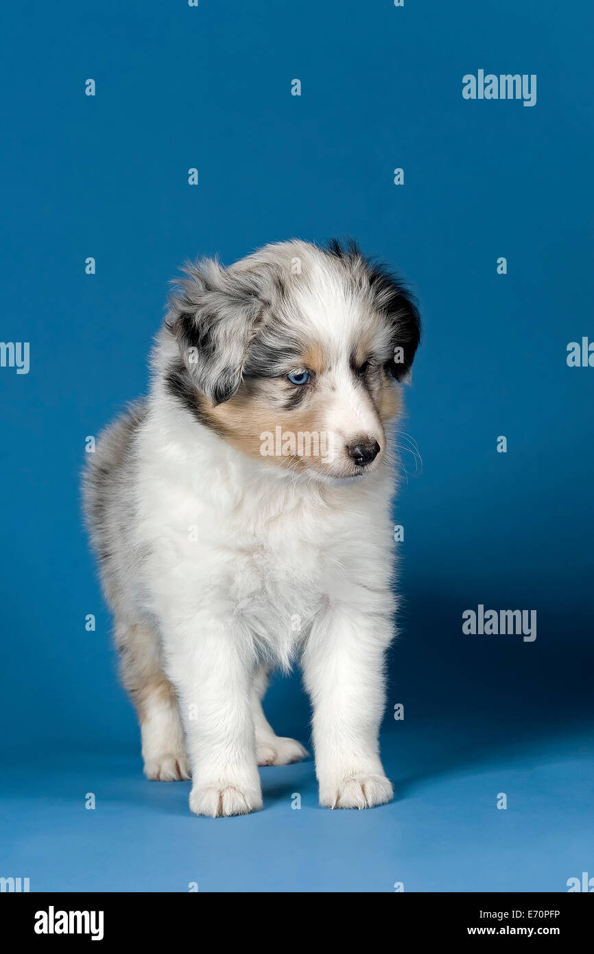 Blue merle sheltie hi-res stock photography and images - Alamy