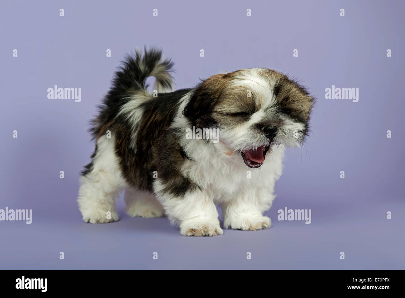 Shih Tzu Puppies High Resolution Stock Photography and Images - Alamy