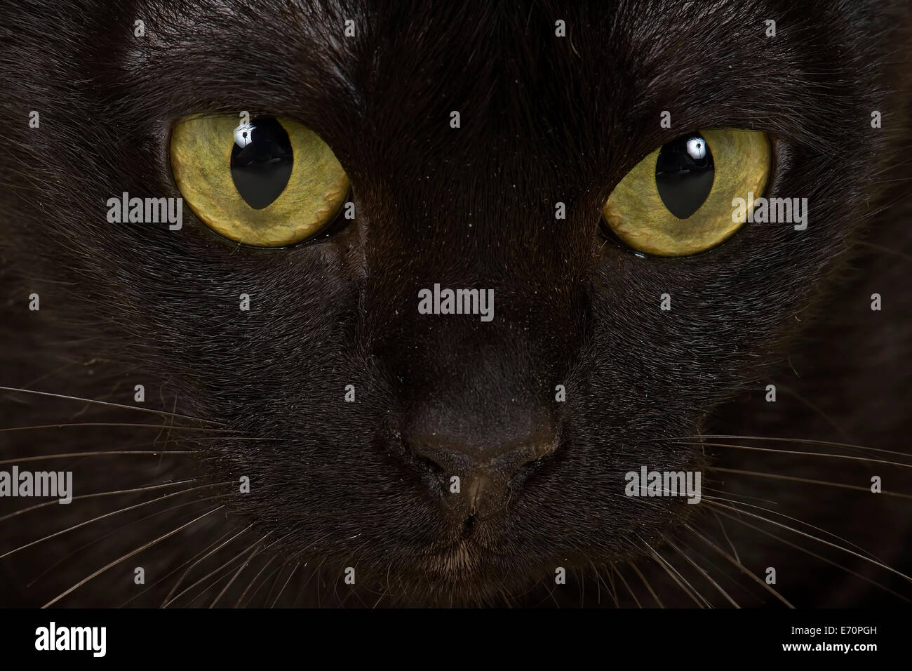 Asian cat hi-res stock photography and images - Alamy