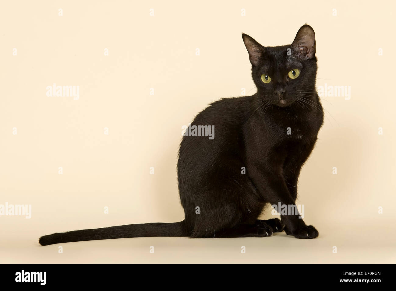 Asian cat hi-res stock photography and images - Alamy