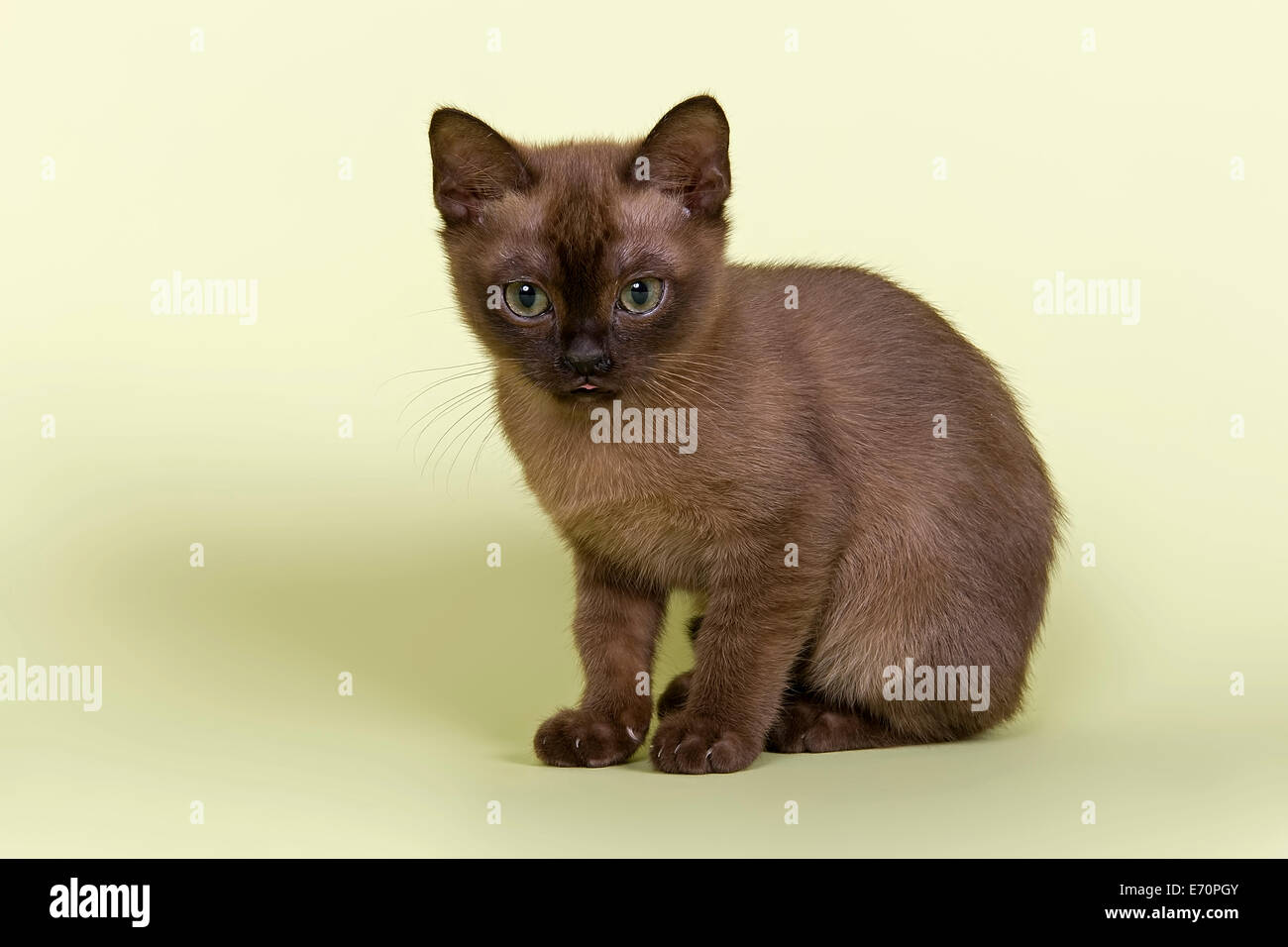 Burmese cat brown hi-res stock photography and images - Alamy