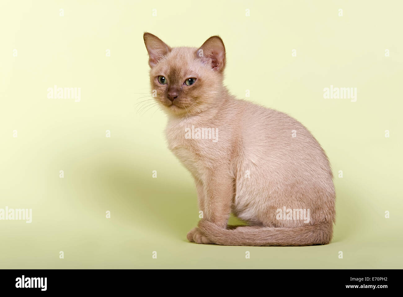 Burmese, cat breed, kitten, 13 weeks, chocolate colour Stock Photo - Alamy