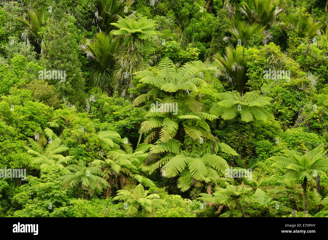 Rainforest vegetation with Tree Ferns (Cyatheales), North Island, New ...