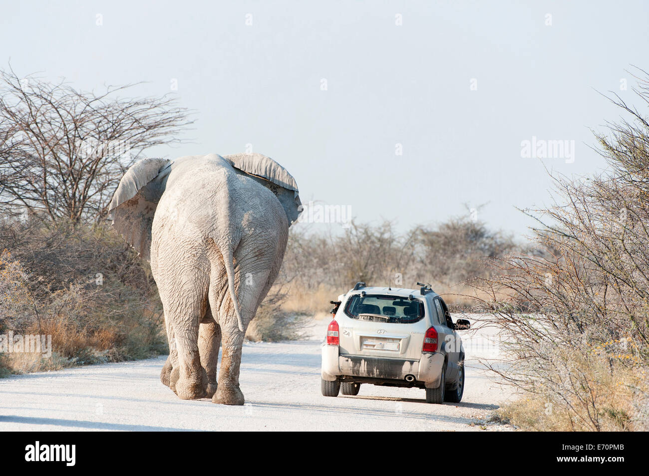 Bull African Elephant And Car