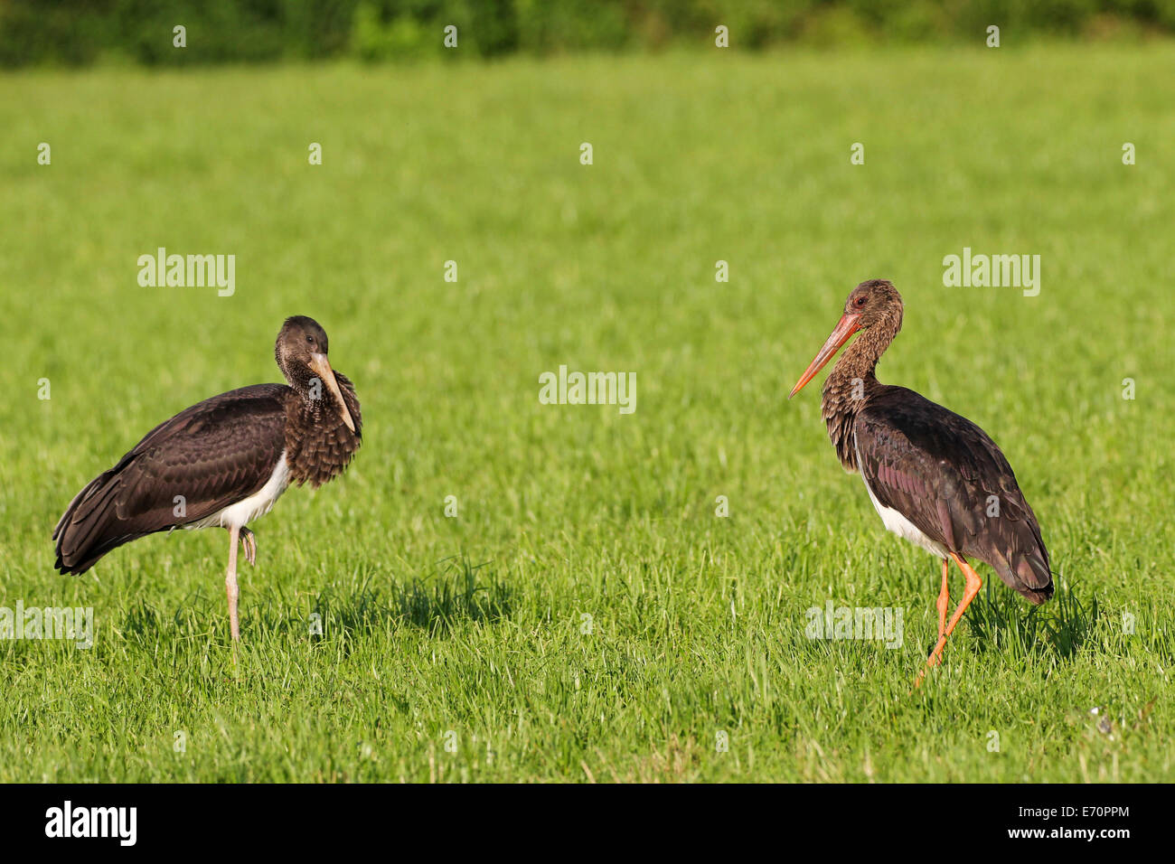 Left side of the bird hi-res stock photography and images - Alamy