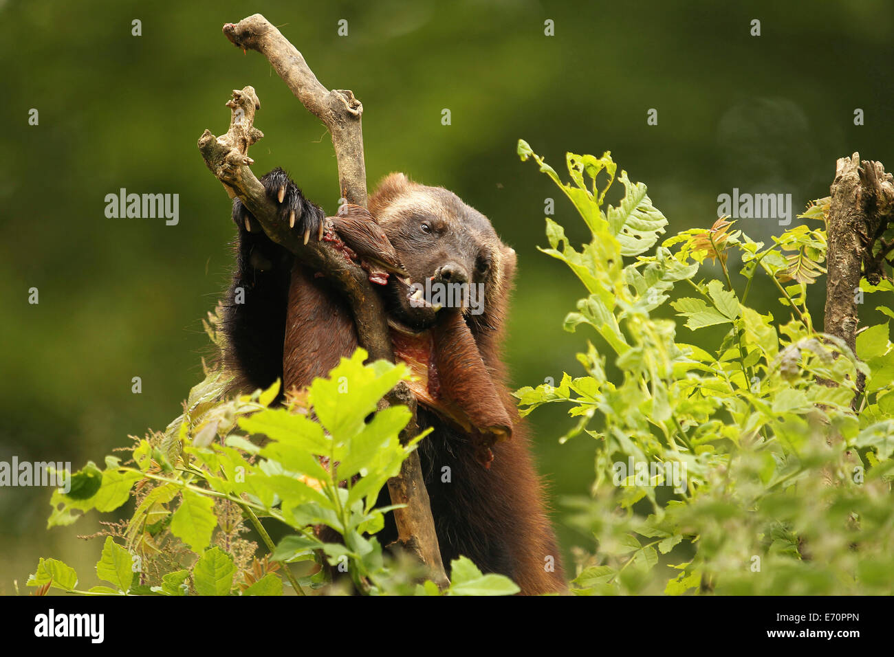 Wolverine (Gulo gulo) feeding on deerskin, captive, Norway Stock Photo ...