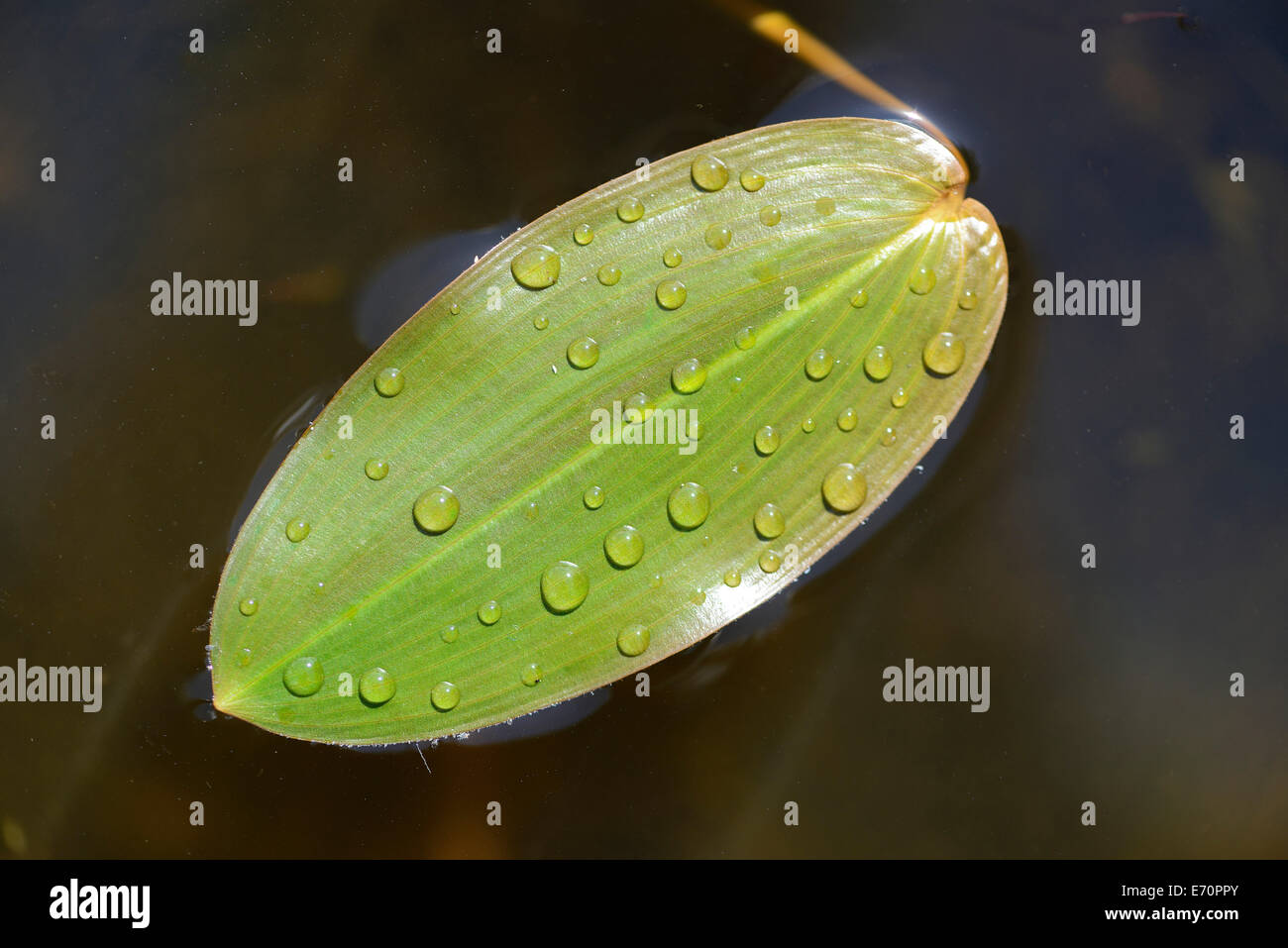 Common Pondweed or Floating Pondweed (Potamogeton natans), Emsland ...