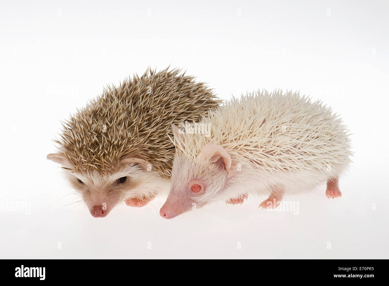 Two Four-toed Hedgehogs or African Pygmy Hedgehogs (Atelerix ...