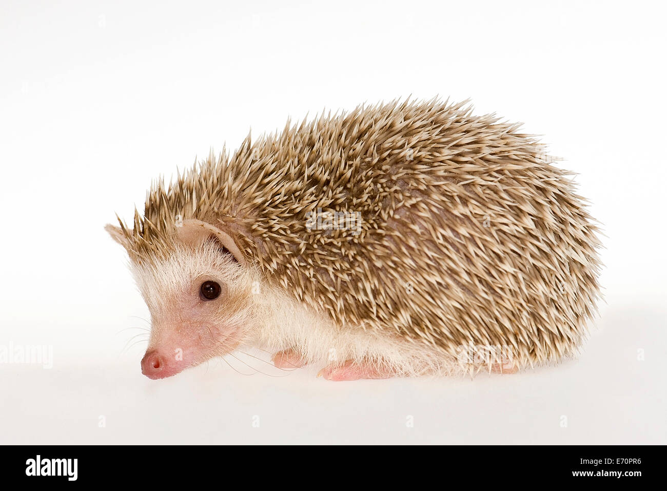 Four-toed Hedgehog or African Pygmy Hedgehog (Atelerix albiventris ...