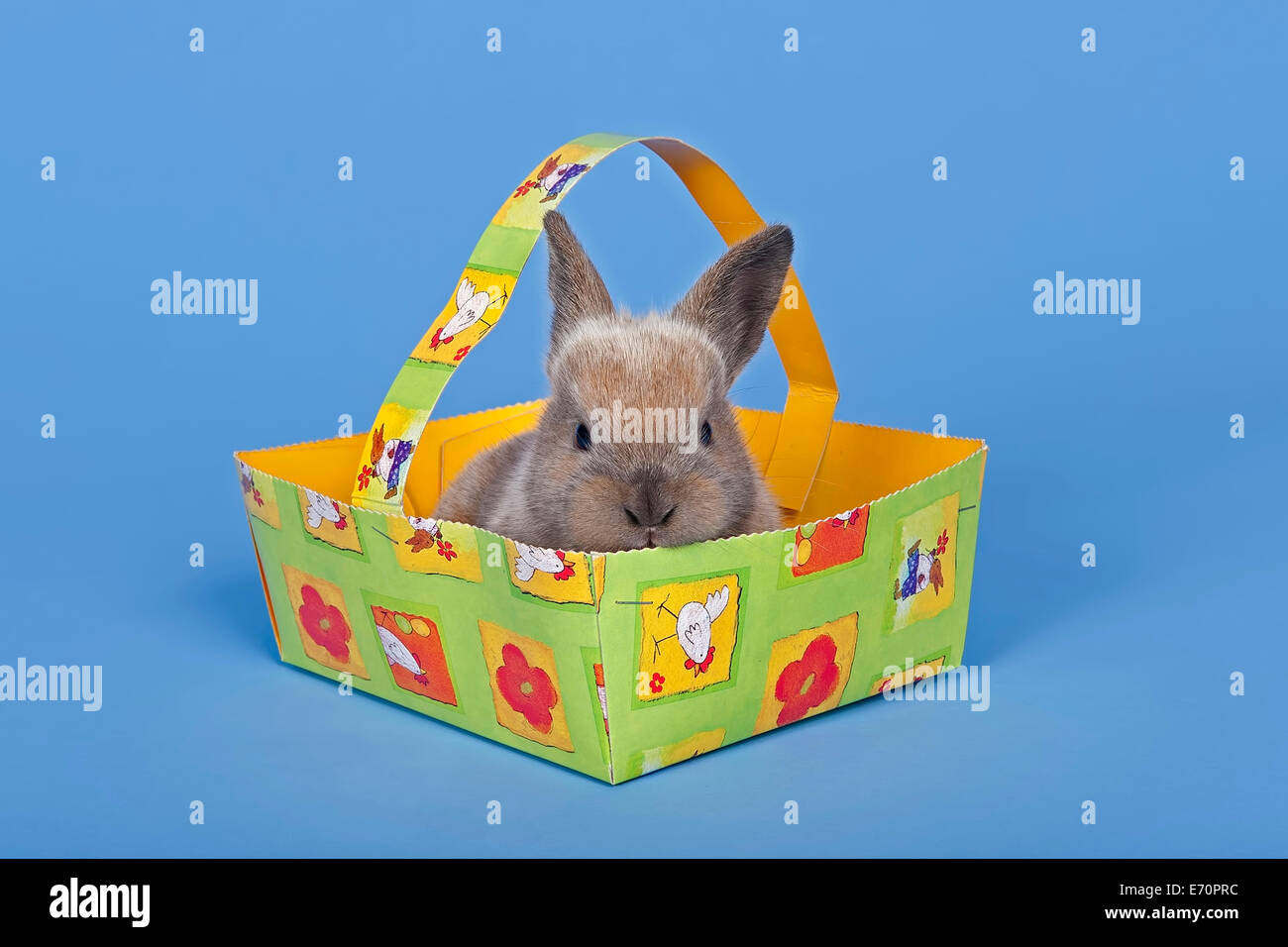 Rabbit basket hi-res stock photography and images - Alamy