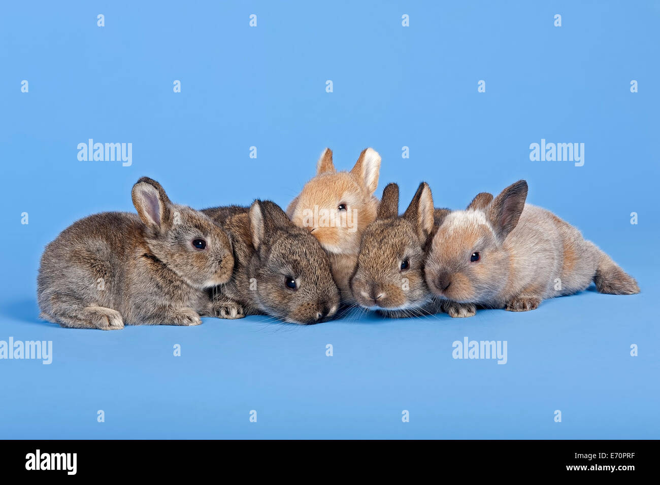 Five rabbits hi-res stock photography and images - Alamy