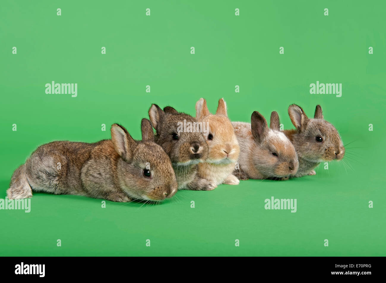 Five Domestic Rabbits (Oryctolagus cuniculus forma domestica Stock ...