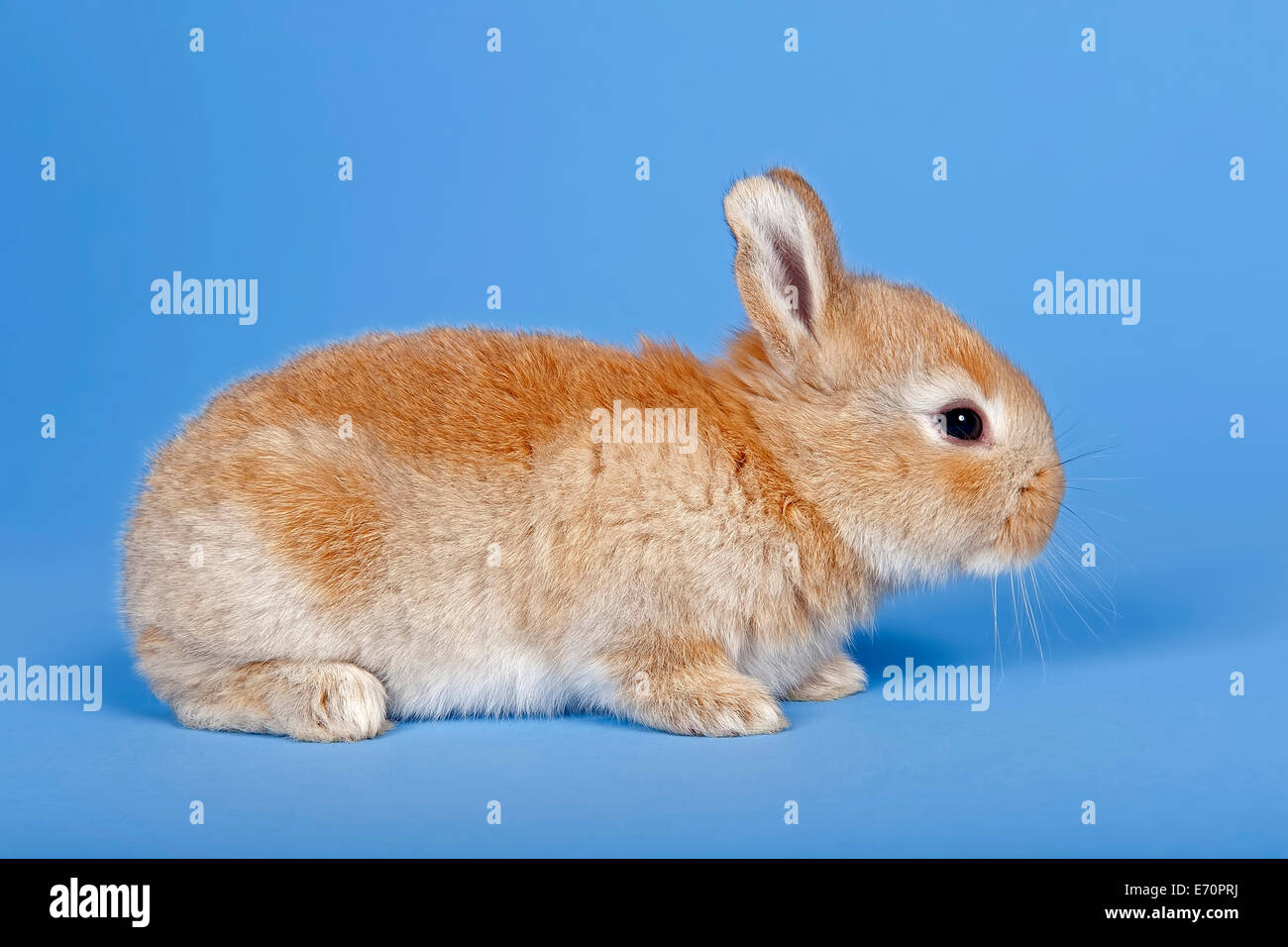 Domestic Rabbit (Oryctolagus cuniculus forma domestica Stock Photo - Alamy