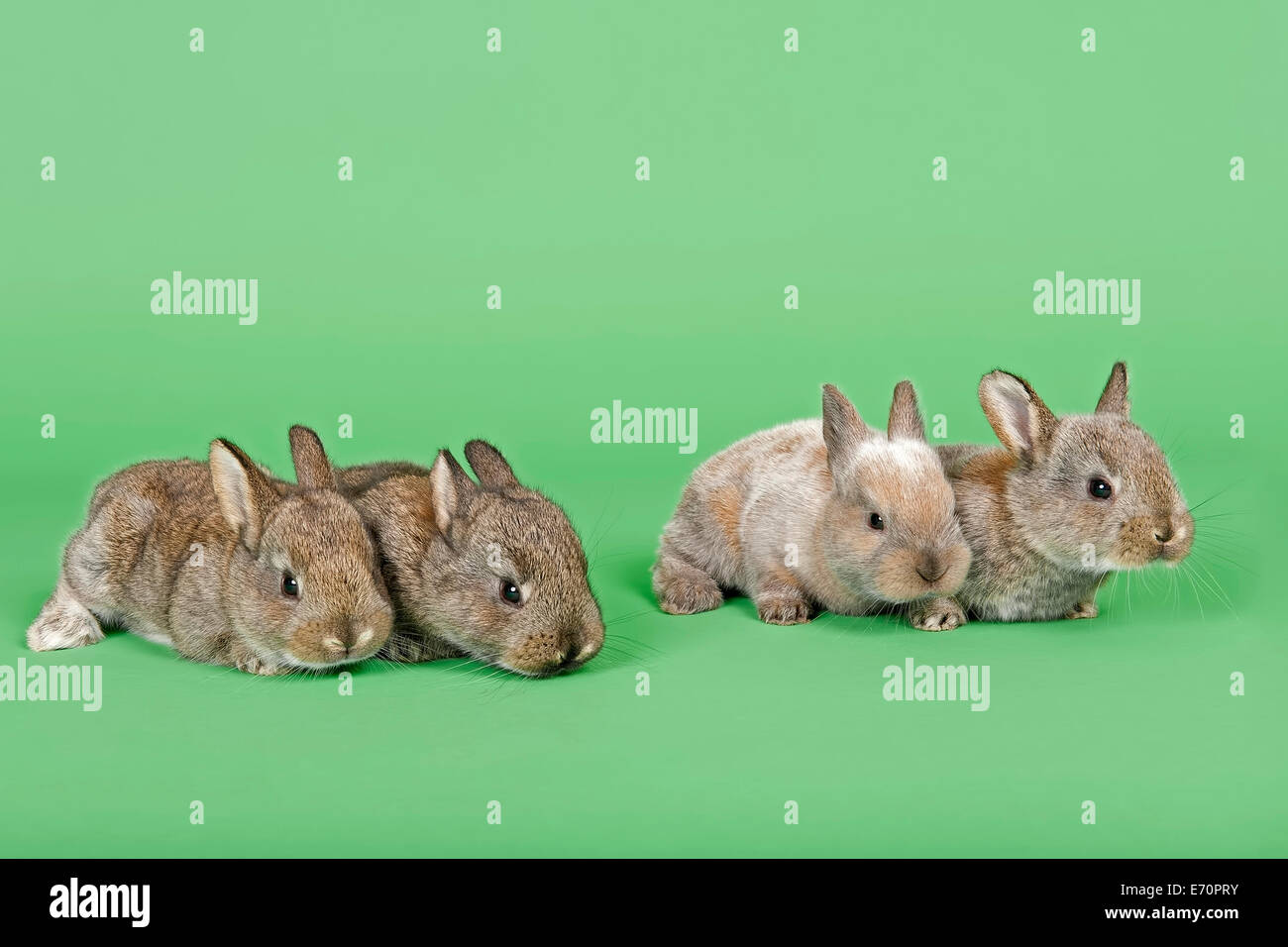 Four rabbits hi-res stock photography and images - Alamy
