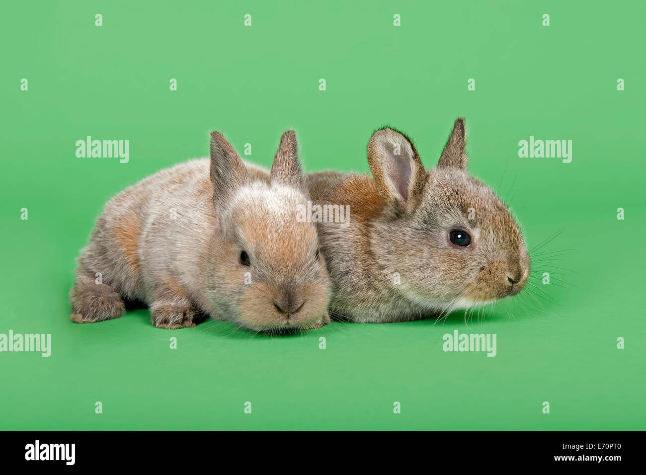 Two Young Rabbits Oryctolagus Cuniculus High Resolution Stock ...