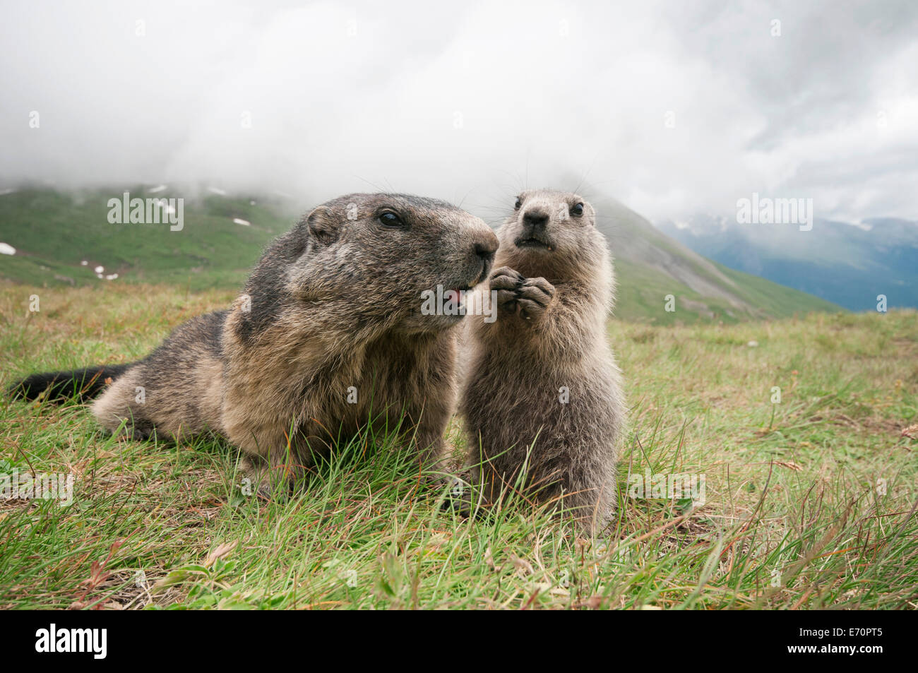 Alpine marmot (Marmota marmota) with young, High Tauern National Park, Carinthia, Austria Stock ...