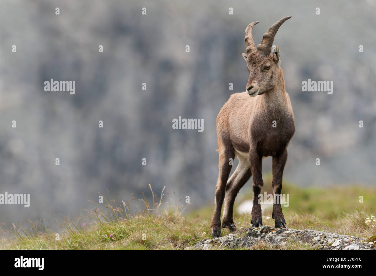 Alpine ibex (Capra ibex), young standing on an alpine meadow, High ...
