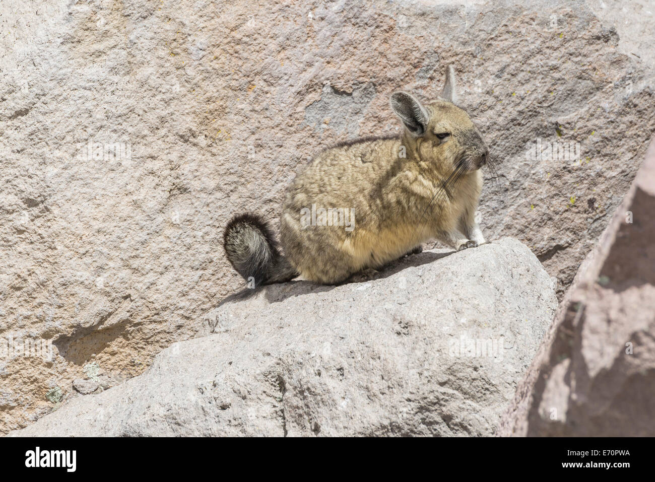 Lagidium viscacia chile hi-res stock photography and images - Alamy