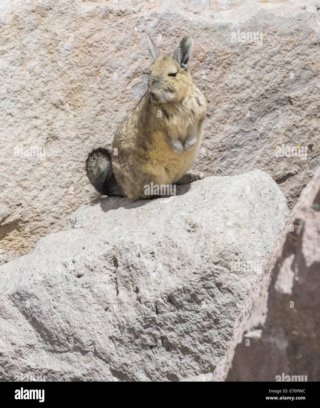 Lagidium viscacia chile hi-res stock photography and images - Alamy