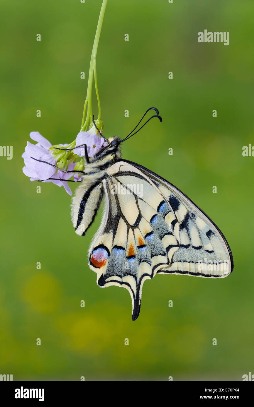 Common Yellow Swallowtail Old World Swallowtail Swallowtail papilio ...