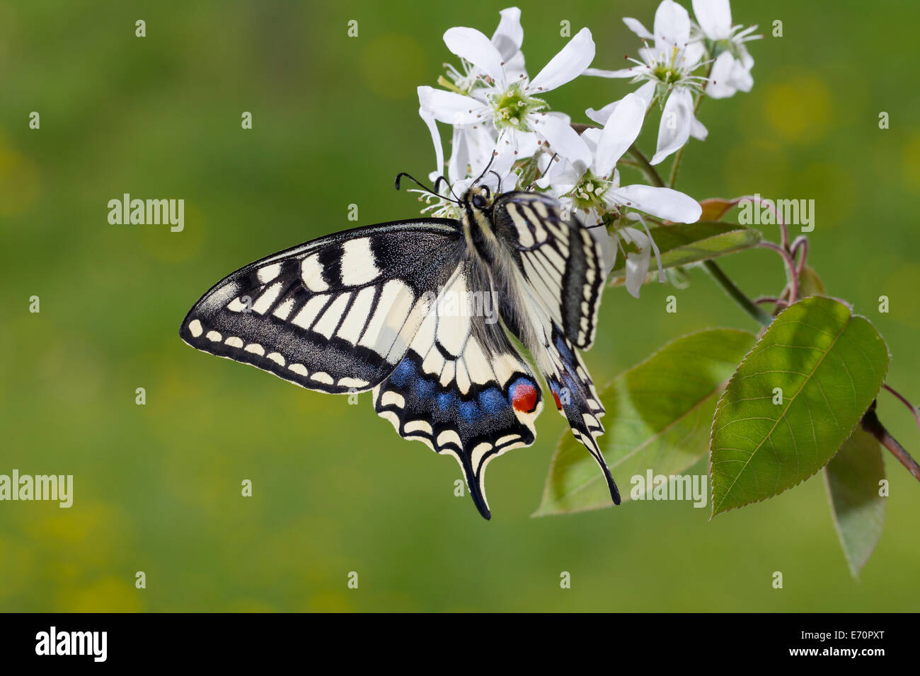 Common Yellow Swallowtail Old World Swallowtail Swallowtail papilio machaon schwalbenschwanz ...
