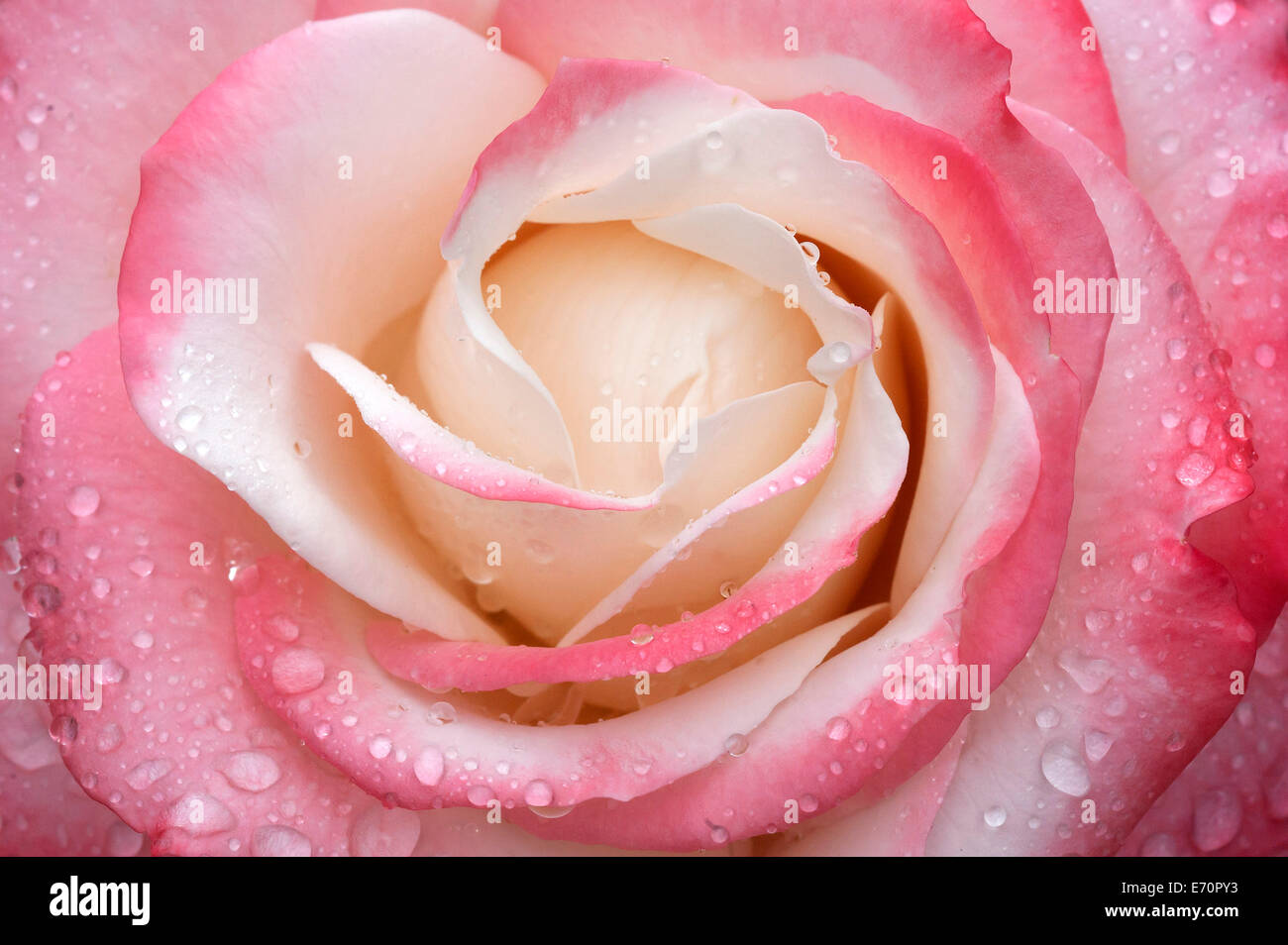 Rose and droplets hi-res stock photography and images - Alamy