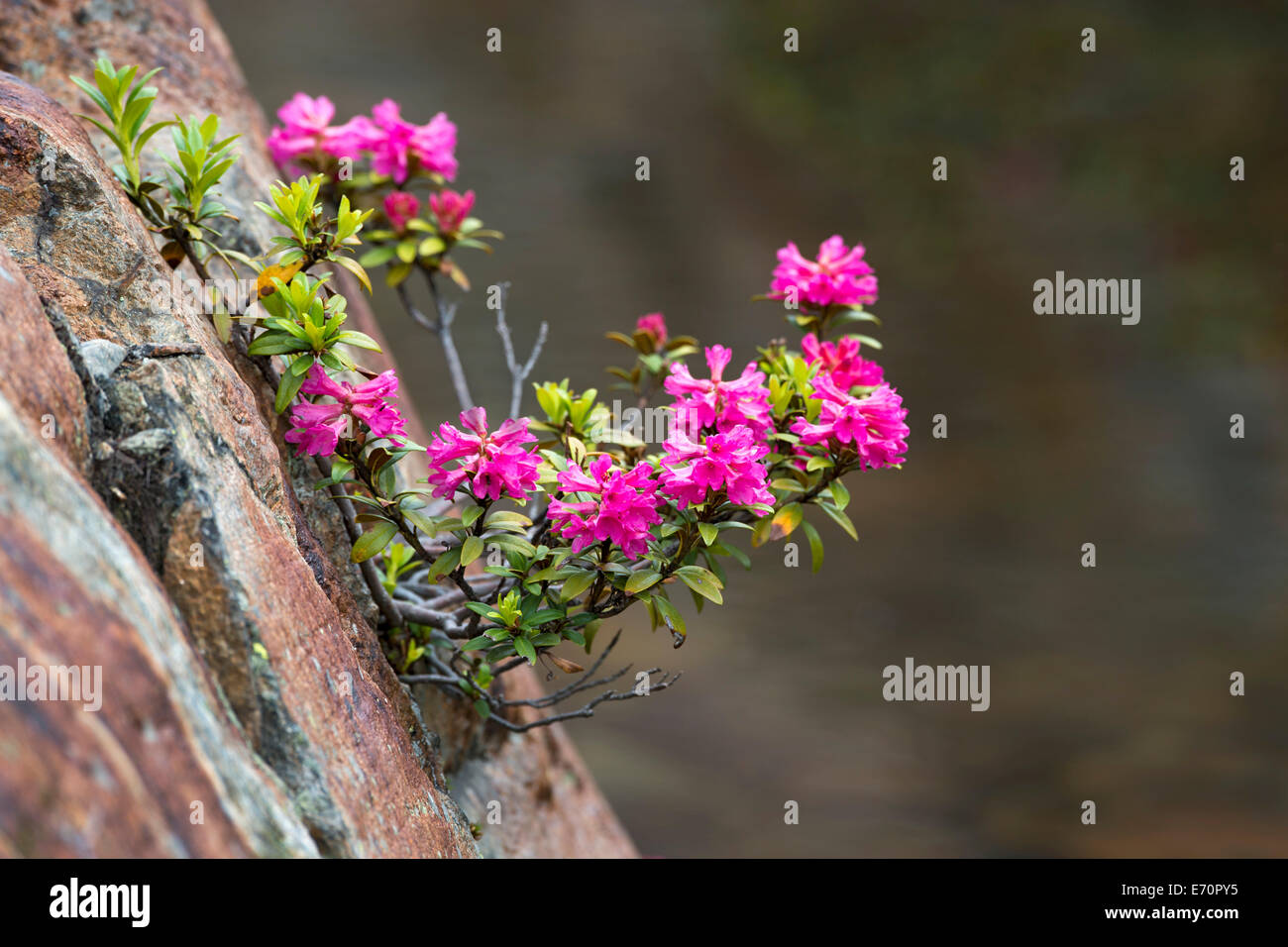 Rusty-leaved Alpenrose (Rhododendron ferrugineum), Kaunertal valley ...