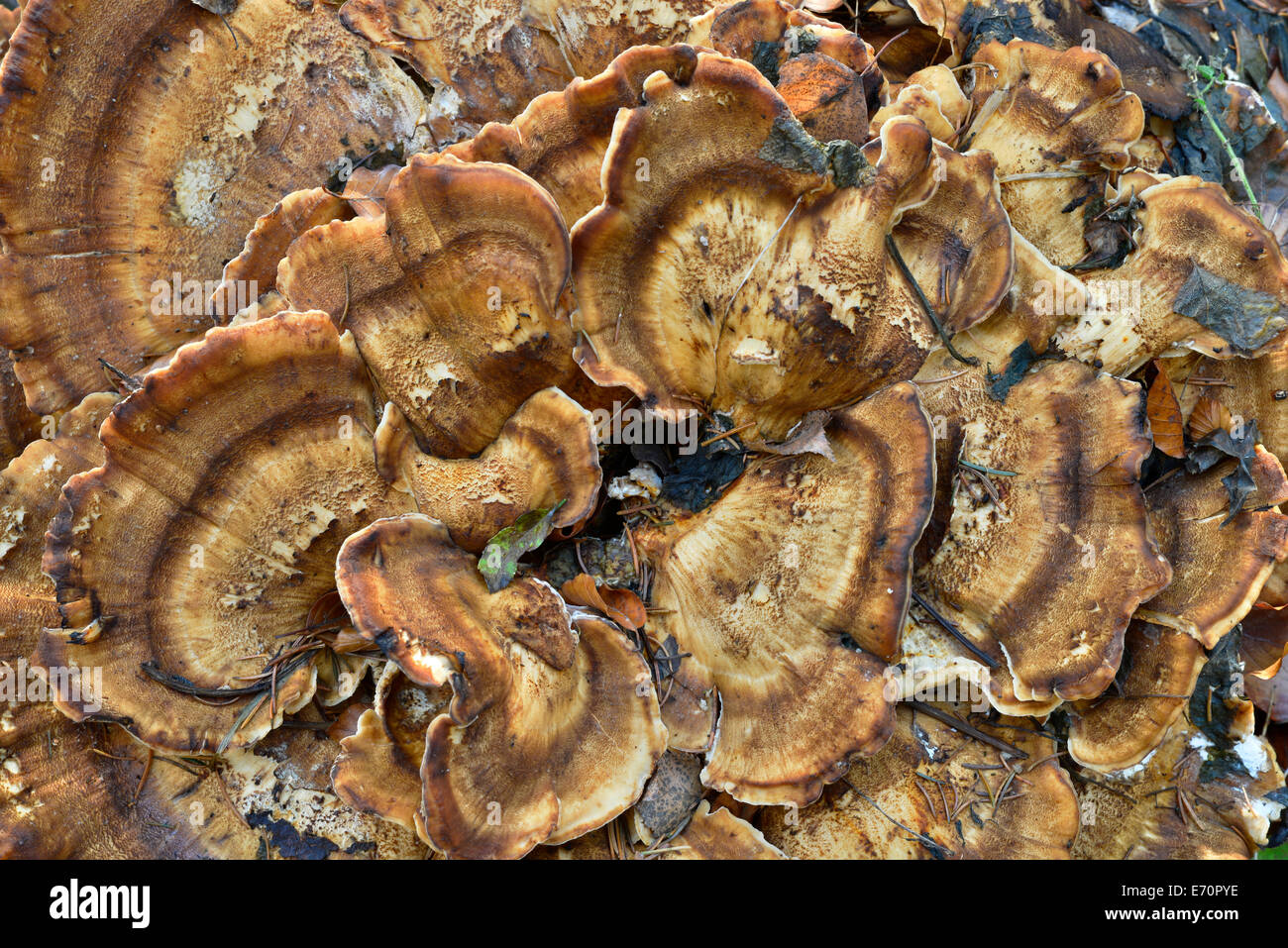 Ischnoderma Benzoinum High Resolution Stock Photography and Images - Alamy