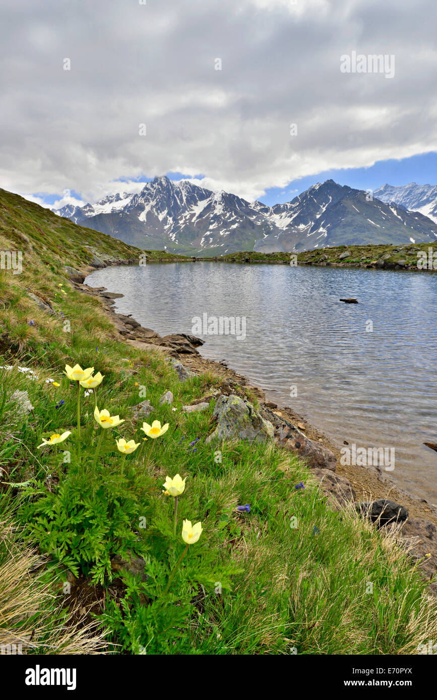 Alpine Anemones or Sulphur Anemones (Pulsatilla alpina ssp. apiifolia ...