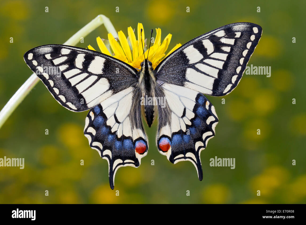 Common Yellow Swallowtail Old World Swallowtail Swallowtail papilio machaon schwalbenschwanz ...