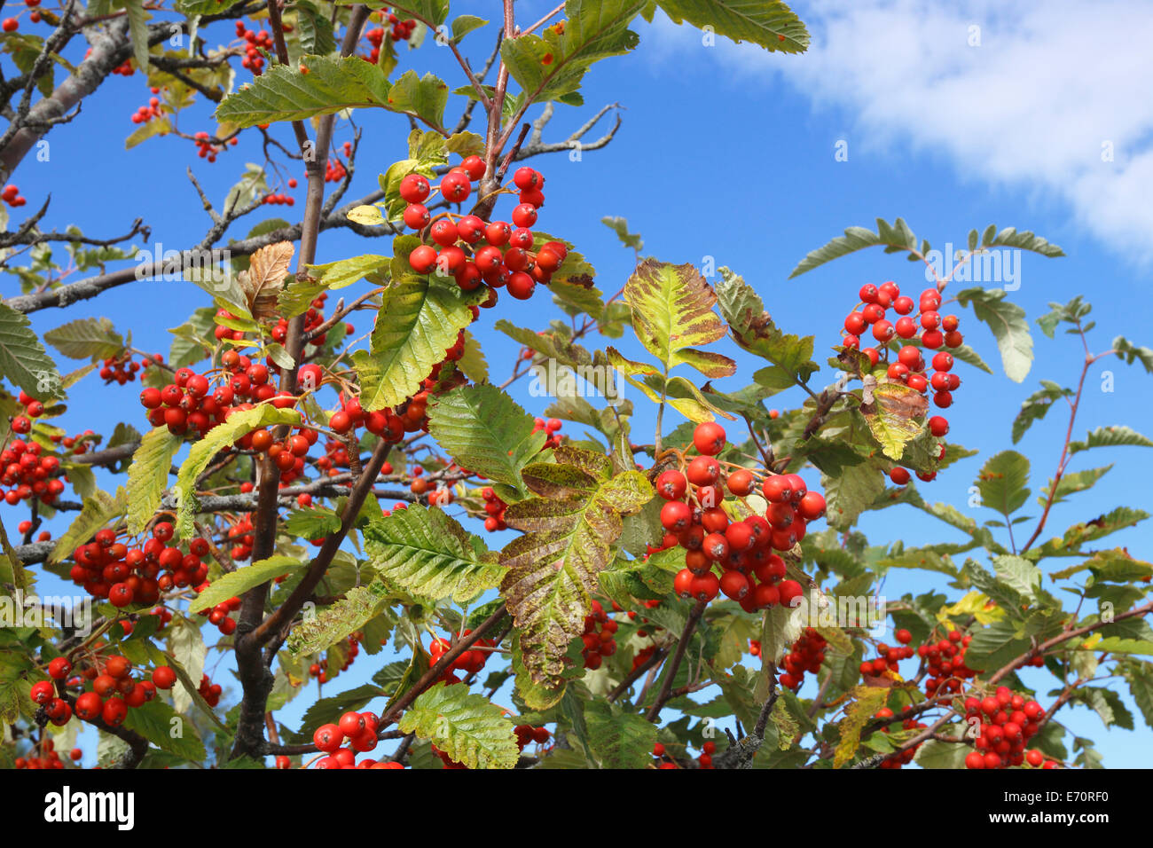 Sorbus hybrida, Swedish service tree Stock Photo - Alamy