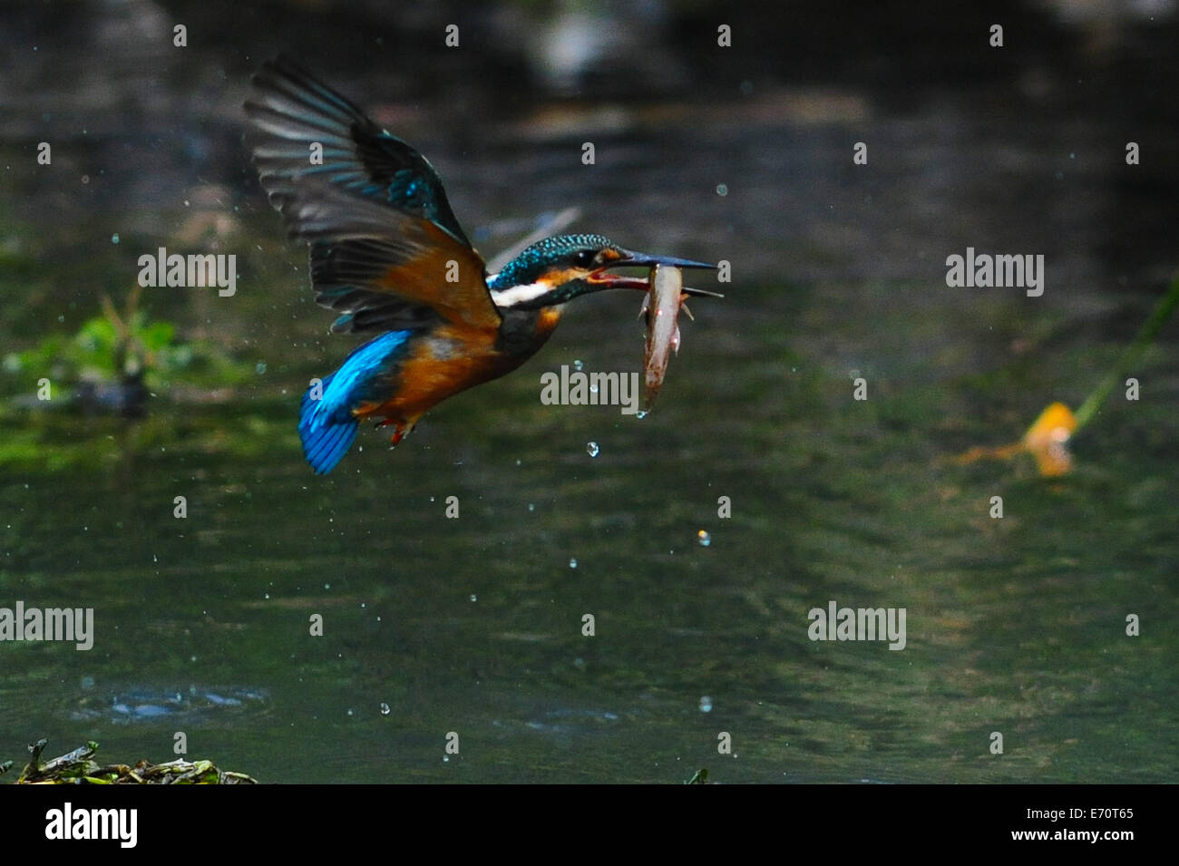 Kingfisher bird catching fish in river hi-res stock photography and ...