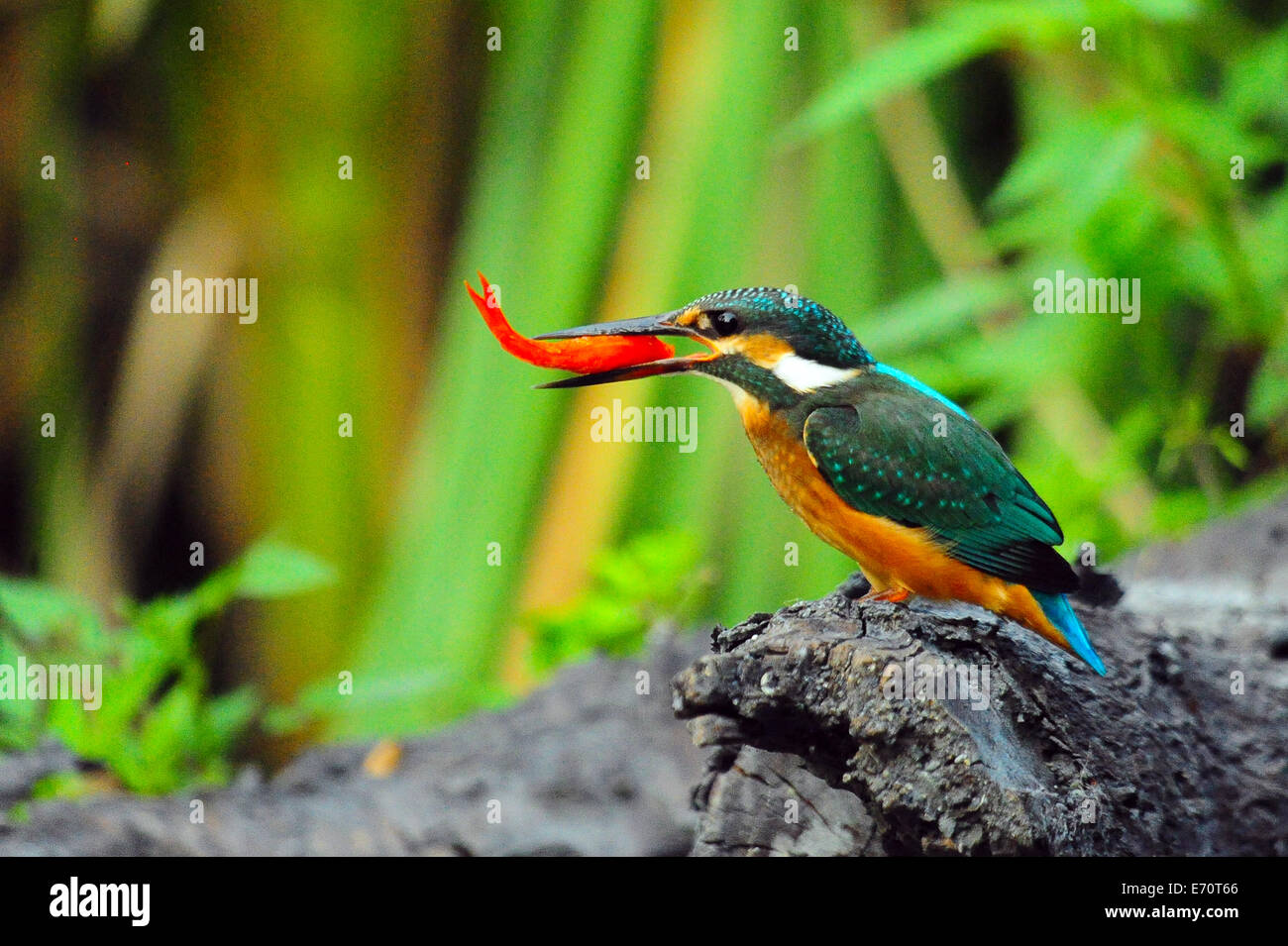 Kingfisher catching fish Stock Photo - Alamy