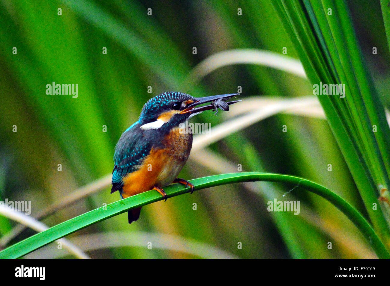 Kingfisher catching fish Stock Photo - Alamy