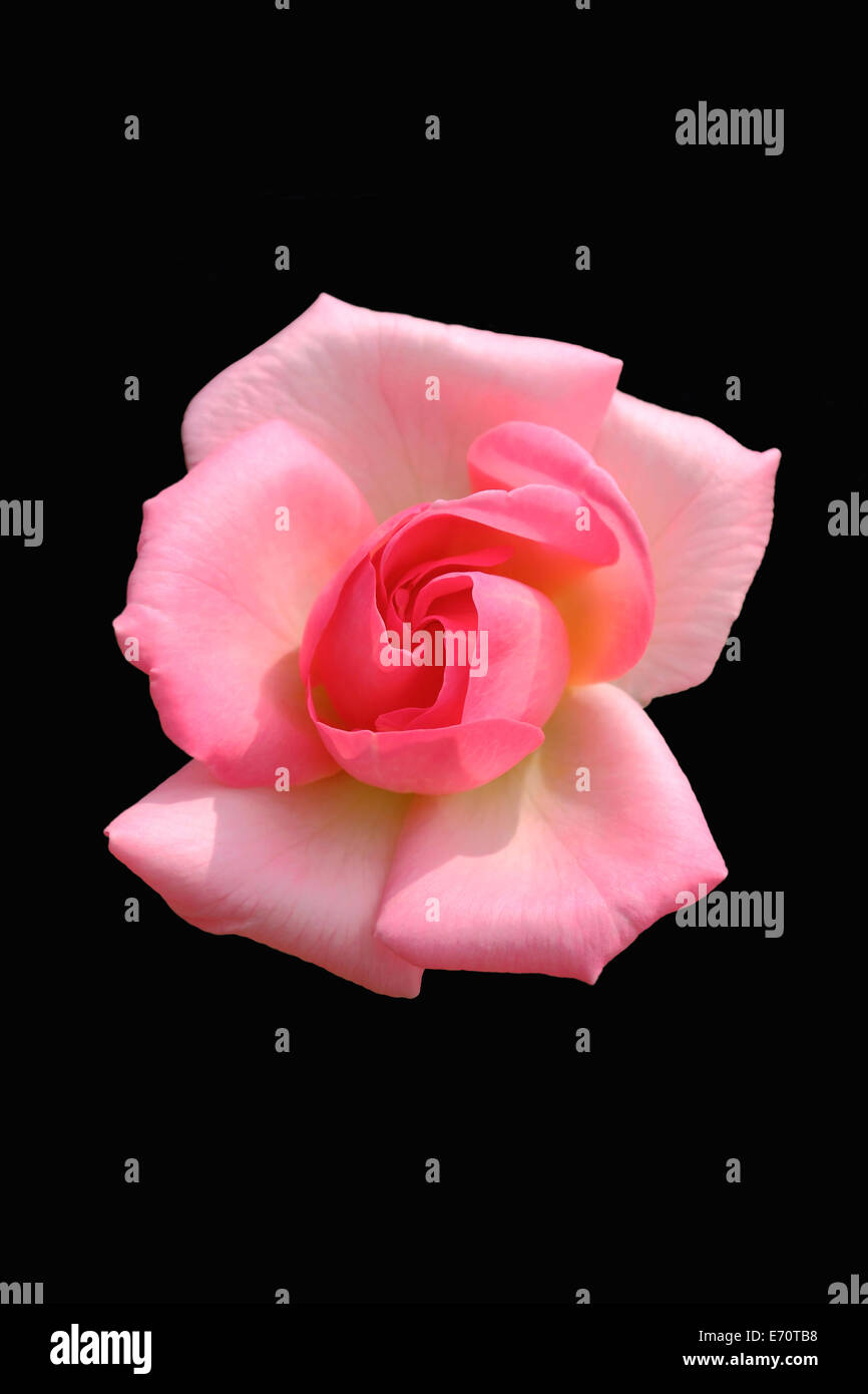Chinese rose image hi-res stock photography and images - Alamy