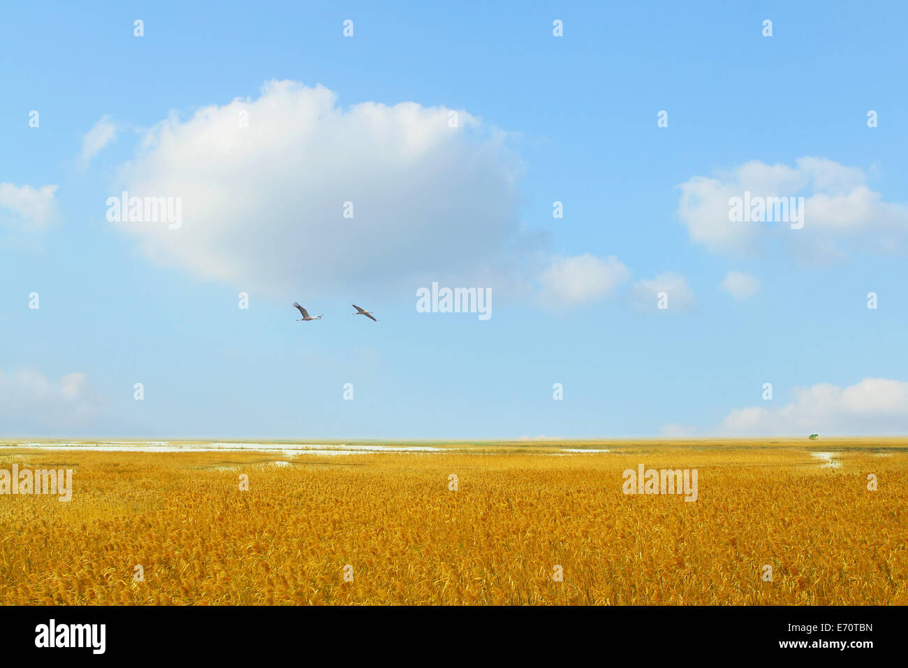 Wetland in Chongming Dongtan,Shanghai,China Stock Photo - Alamy