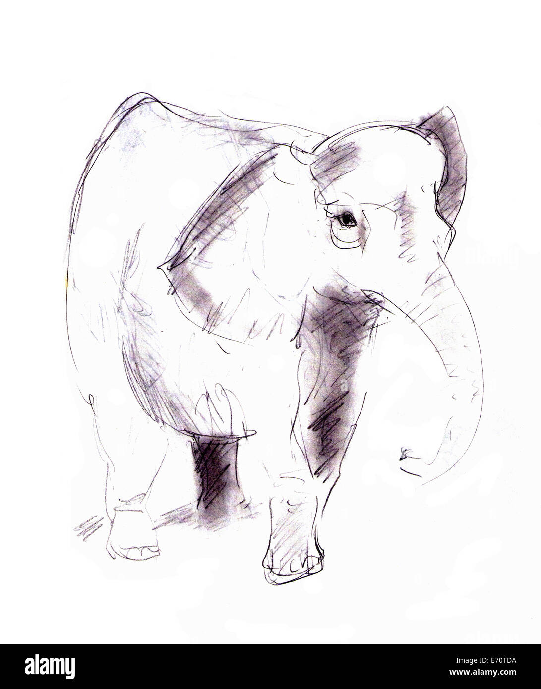 Elephant drawing trunk hi-res stock photography and images - Alamy