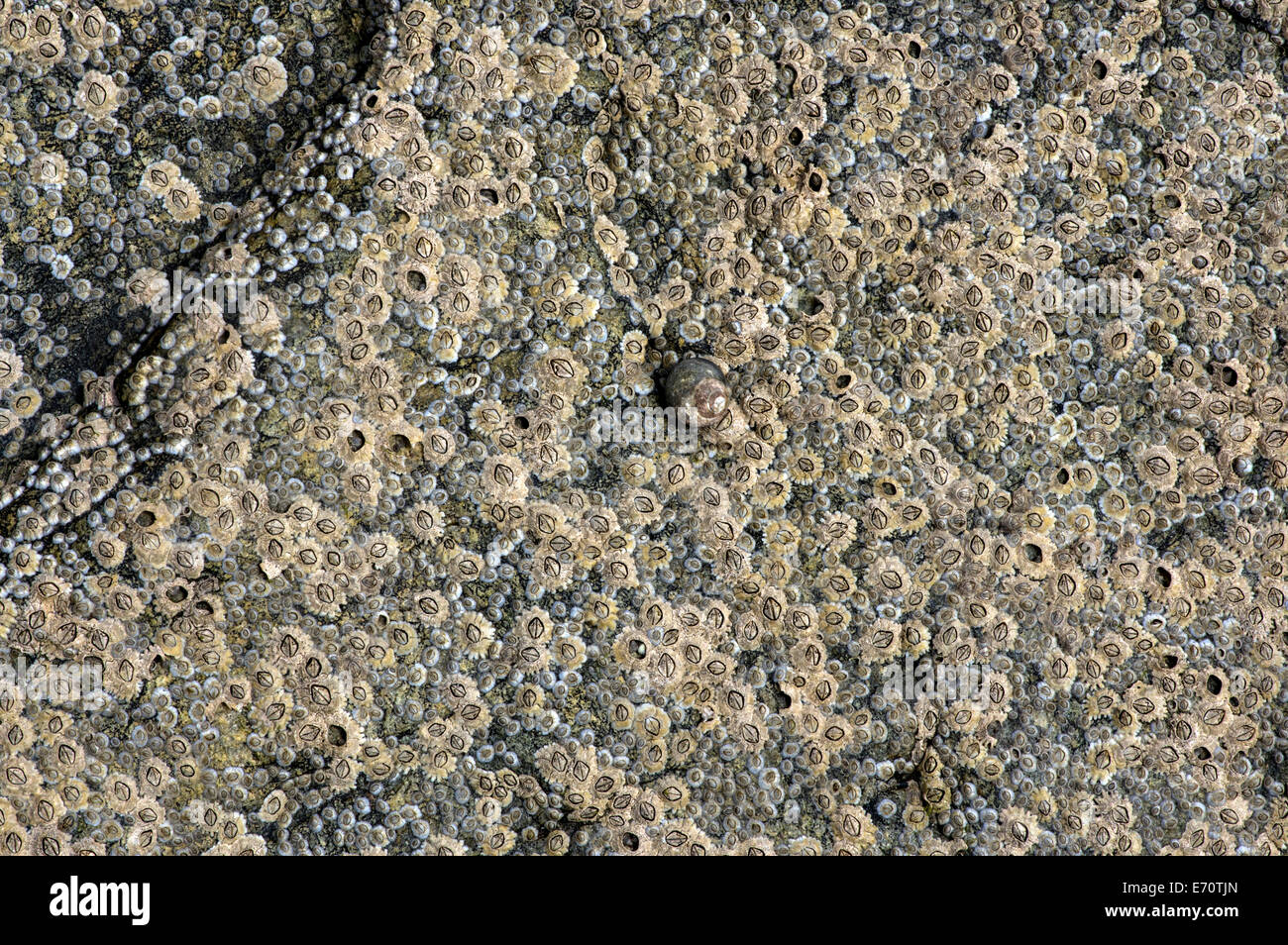 Semibalanus Balanoides High Resolution Stock Photography and Images - Alamy