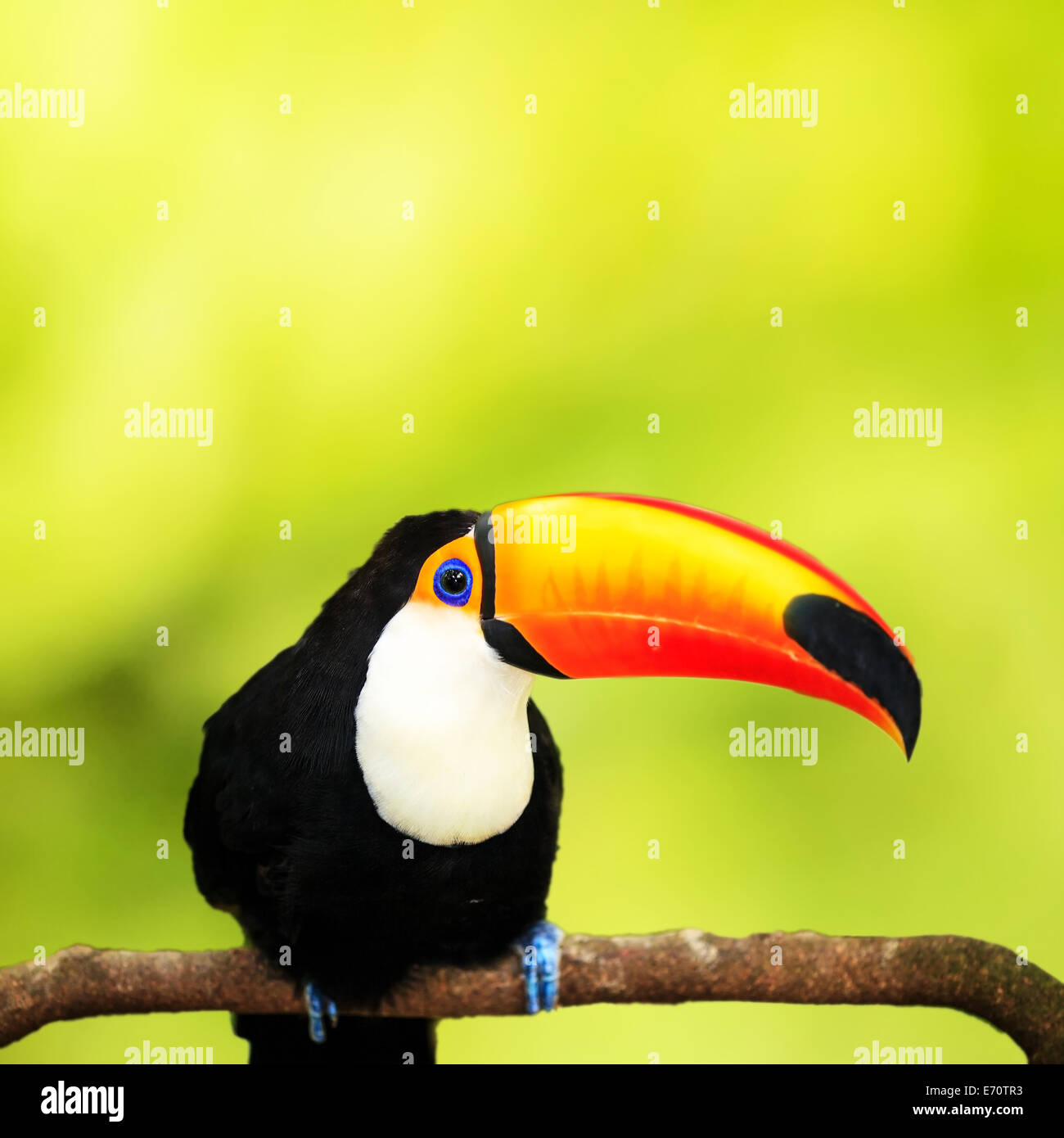 Tucan brazil hi-res stock photography and images - Alamy