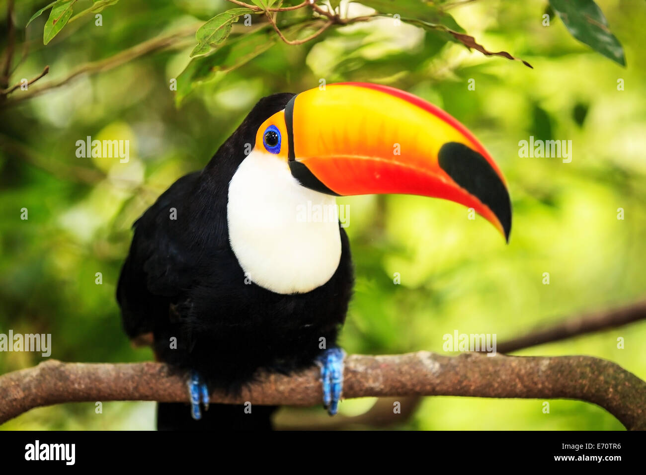 Tucan brazil hi-res stock photography and images - Alamy