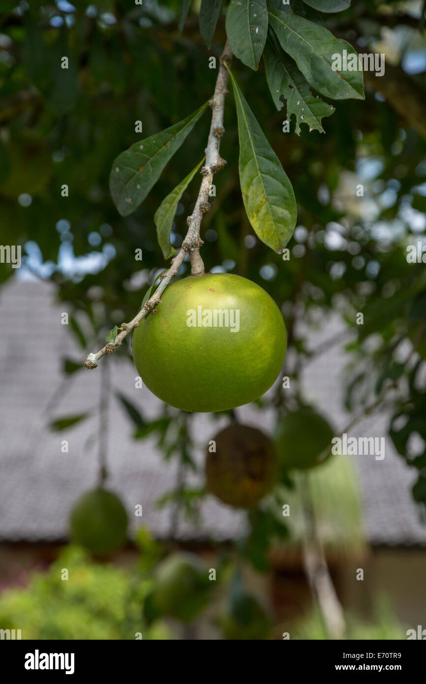 Borobudur, Java, Indonesia. Maja Fruit, Aegle Marmelos Correa Stock ...
