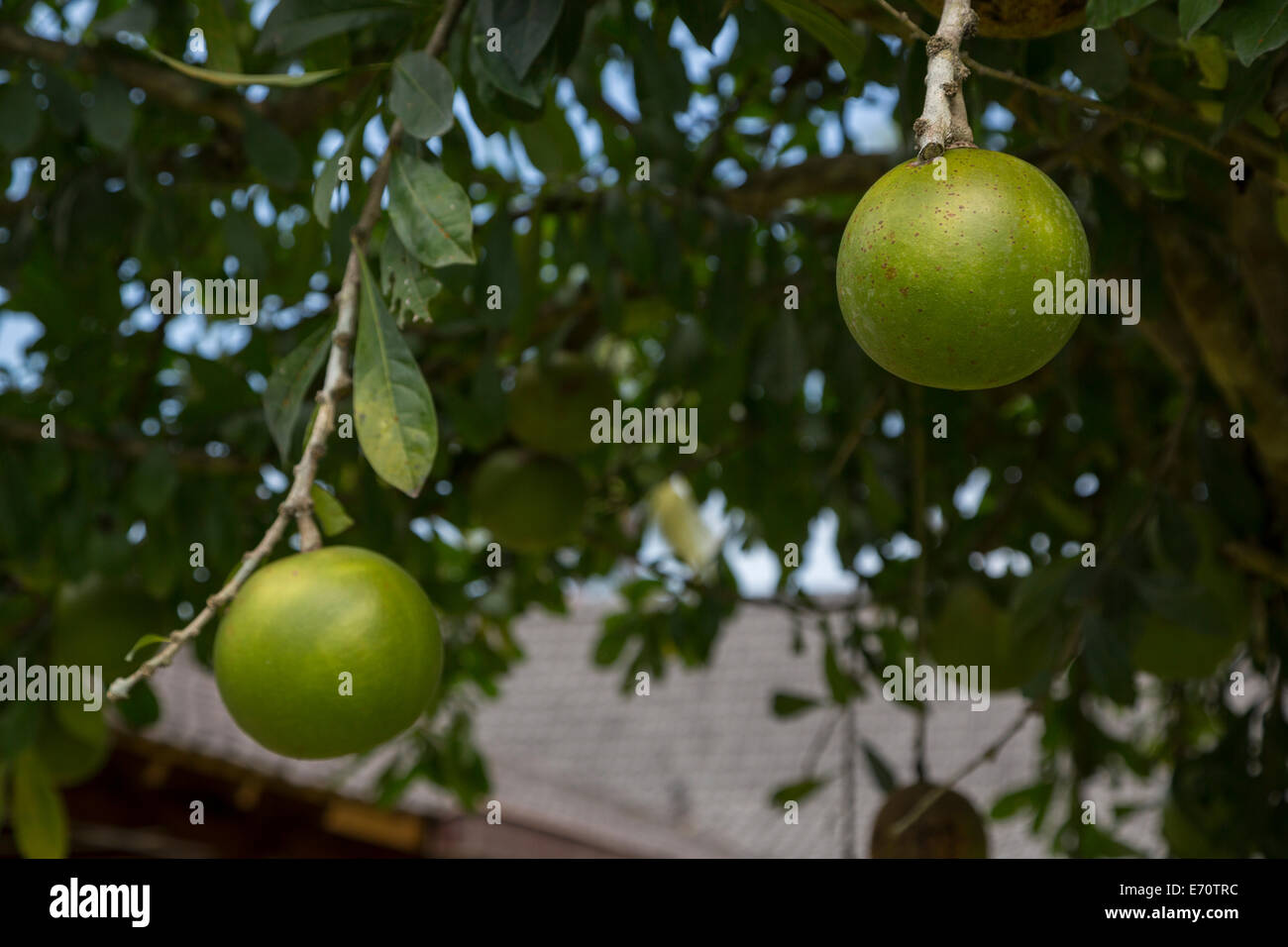 Java fruit hi-res stock photography and images - Alamy