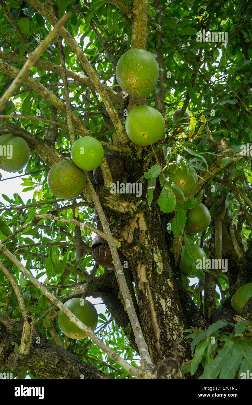 Borobudur, Java, Indonesia. Maja Fruit, Aegle Marmelos Correa Stock ...