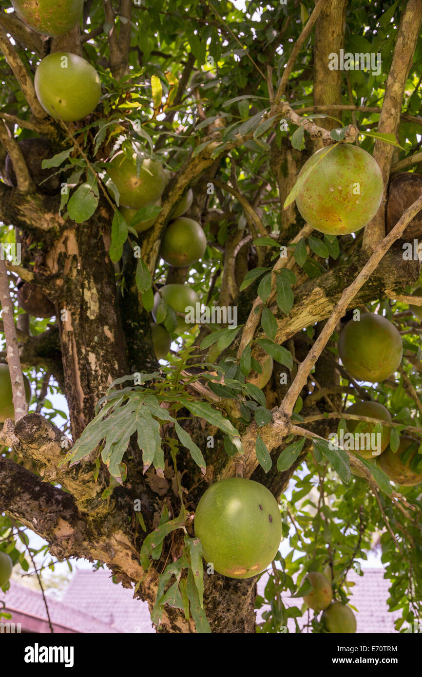 Java fruit hi-res stock photography and images - Alamy