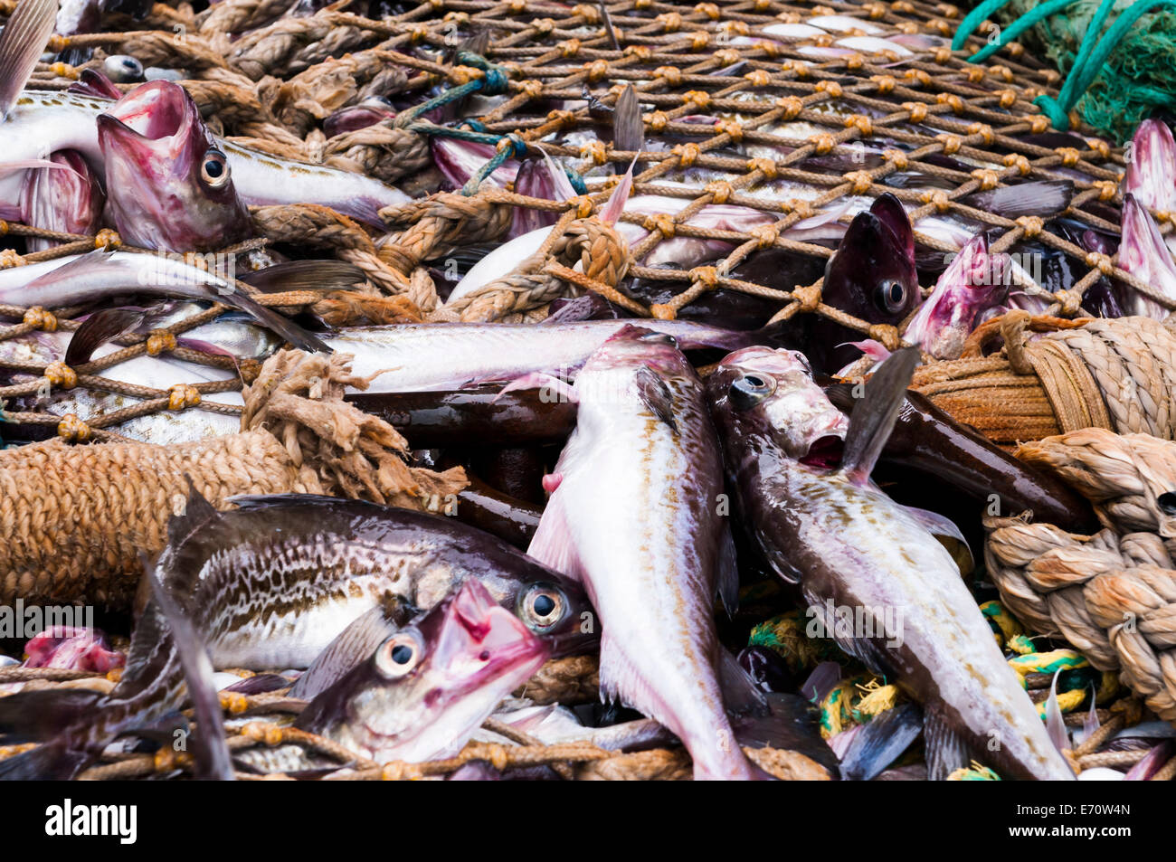 Pollack fishing in the Bering Sea - July 2014 Stock Photo - Alamy